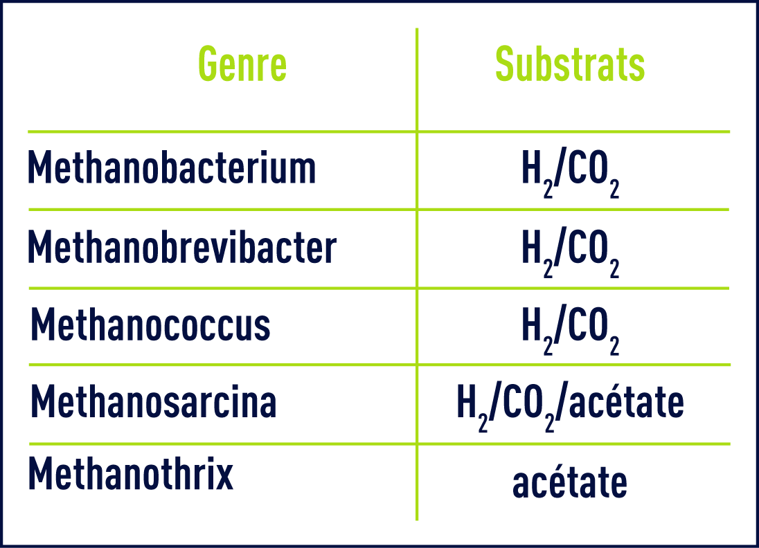 Particularité des bactéries méthanogènes - Degremont®