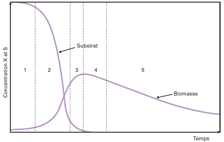 Evolution d’une culture bactérienne - Degremont®