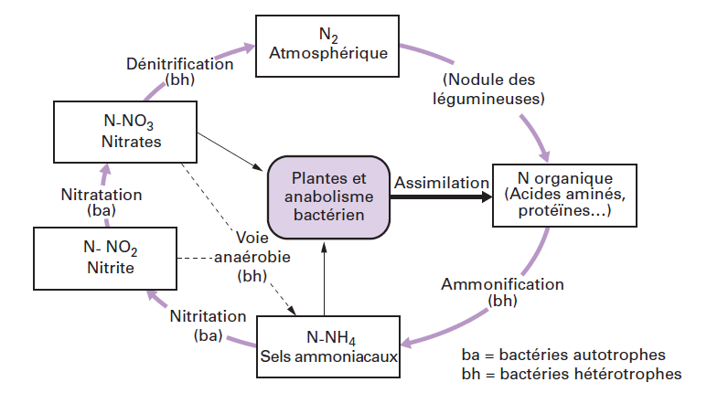 Cycle de l’azote - Degremont®