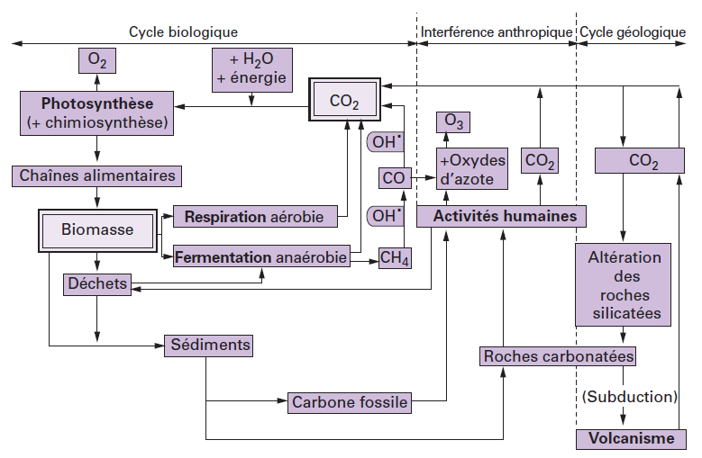 Cycle du carbone - Degremont®