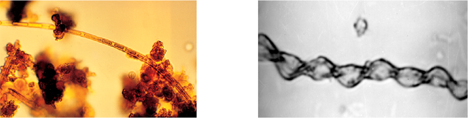 Cycle du fer et du manganèse - Degremont®