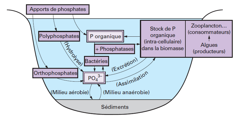 Lac Du Cycle Du Phosphore Le Réseau De Surveillance Volontaire Des