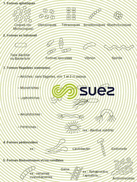 Micro-organismes dont l’eau douce est l’habitat naturel - Degremont®